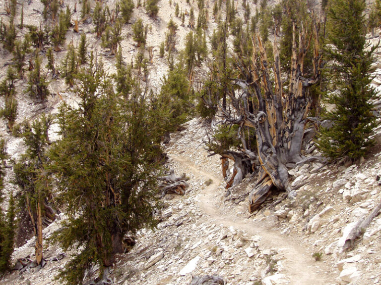 The longest-living organisms on Earth - Cosmundus